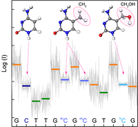 Mapping Base Modifications in DNA by Transverse-Current Sequencing ...