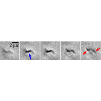 Experimental determination of the propulsion matrix of the body of ...