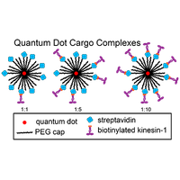 Multimotor cargo navigation in microtubule networks with various mesh ...