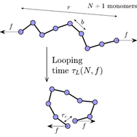 Polymer dynamics under tension: Mean first passage time for looping ...
