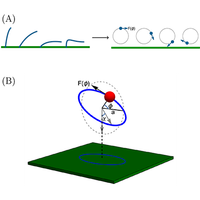 Direction selection of metachronal waves in hydrodynamic coordination ...