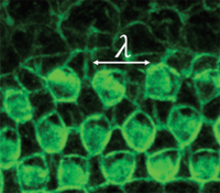 Embryonic lateral inhibition as optical modes: An analytical framework ...