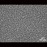 Physical Review Fluids - Volume 10 Issue 10