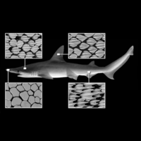 Structure, biomimetics, and fluid dynamics of fish skin surfaces | Phys ...