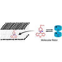 Hydrodynamics of molecular rotors in lipid membranes | Phys. Rev. Fluids