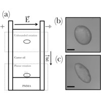 Electrohydrodynamic Quincke rotation of a prolate ellipsoid | Phys. Rev ...