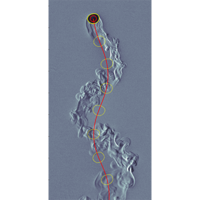 Phys. Rev. Fluids 2, 104303 (2017) - Visualization of the wake behind a ...