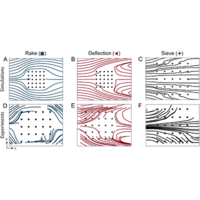 Marine crustaceans with hairy appendages: Role of hydrodynamic boundary ...