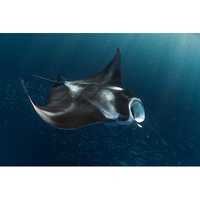 Three-dimensional biological hydrodynamics study on various types of ...