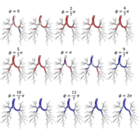 Steady and oscillatory flow in the human bronchial tree | Phys. Rev. Fluids