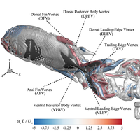 Larger wavelengths suit hydrodynamics of carangiform swimmers | Phys ...