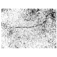Physical Review Fluids - Highlights