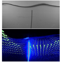 Oscillations of a flexible filament under surface gravity waves | Phys ...