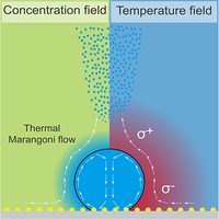 Droplet dissolution driven by emerging thermal gradients and Marangoni ...