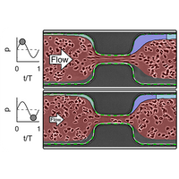 Cell-free layer of red blood cells in a constricted microfluidic ...