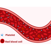 Phys. Rev. Fluids 9, 083603 (2024) - Platelet margination dynamics in ...