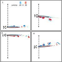 Harnessing leading-edge vortices for improved thrust performance of ...
