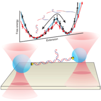 Reconstructing Folding Energy Landscape Profiles from Nonequilibrium ...