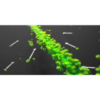 Nonlinear Self-Action of Light through Biological Suspensions | Phys ...