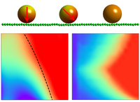 Cellular Uptake of Active Particles | Phys. Rev. Lett.