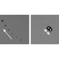 Quincke Oscillations of Colloids at Planar Electrodes | Phys. Rev. Lett.
