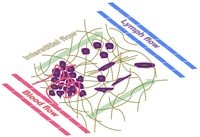 Phys. Rev. Research 2, 013048 (2020) - Interstitial flows regulate ...