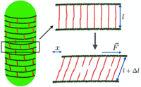 Modeling heterogeneities in the crosslinked bacterial sacculus | Phys ...