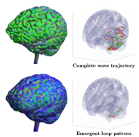 Universal theory of brain waves: From linear loops to nonlinear ...