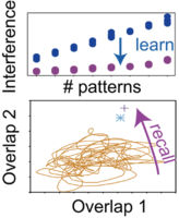 Repeated sequential learning increases memory capacity via effective decorrelation in a ...