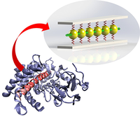 One-dimensional nature of protein low-energy vibrations | Phys. Rev ...