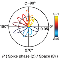Efficient phase coding in hippocampal place cells | Phys. Rev. Research