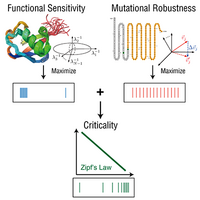 Functional sensitivity and mutational robustness of proteins | Phys ...