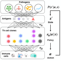 Understanding adaptive immune system as reinforcement learning | Phys ...