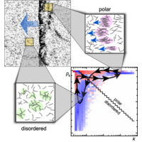 Microphase separation in active filament systems maintained by cyclic ...
