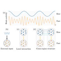 Phase-amplitude coupling in neuronal oscillator networks | Phys. Rev ...