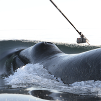 Synchronization of bowhead whales | Phys. Rev. Research
