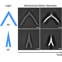 Geometry-dependent defect merging induces bifurcated dynamics in active ...