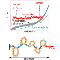 Cooperativity-Dependent Folding of Single-Stranded DNA | Phys. Rev. X