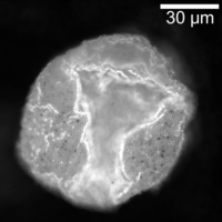 Probing the Mechanical Strength of an Armored Bubble and Its ...