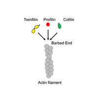 PRX Life 2, 033002 (2024) - Actin Filament Barbed-End Depolymerization ...