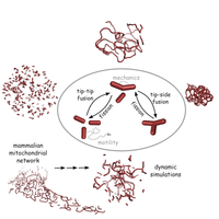 Spatiotemporal Modeling of Mitochondrial Network Architecture | PRX Life
