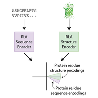 Jointly Embedding Protein Structures and Sequences through Residue Level Alignment | PRX Life