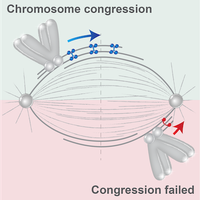 Mechanisms of Chromosome Positioning During Mitosis | PRX Life