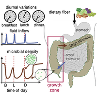 Diurnal Variations in Digestion and Flow Drive Microbial Dynamics in ...