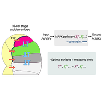 Optimizing Information Transmission in Neural Induction Constrains Cell ...